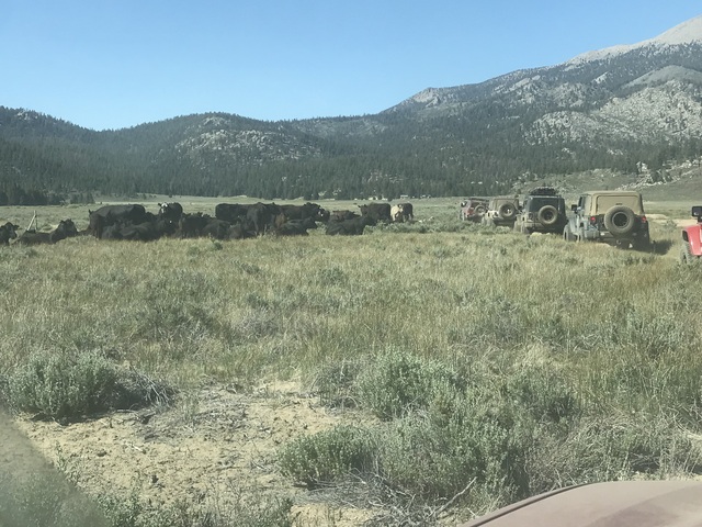 Monache Meadows/Sherman Pass - Capo Valley 4 Wheelers